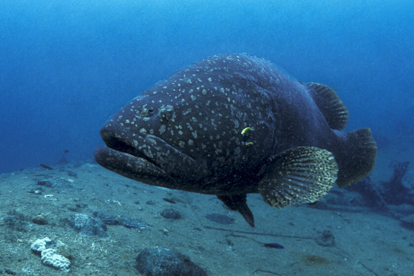 Two Species of Goliath Groupers - Underwater Journal
