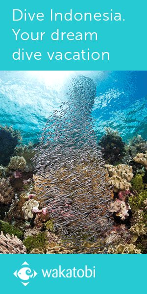 Diving with the Sperm Whales of Dominica - Underwater Journal