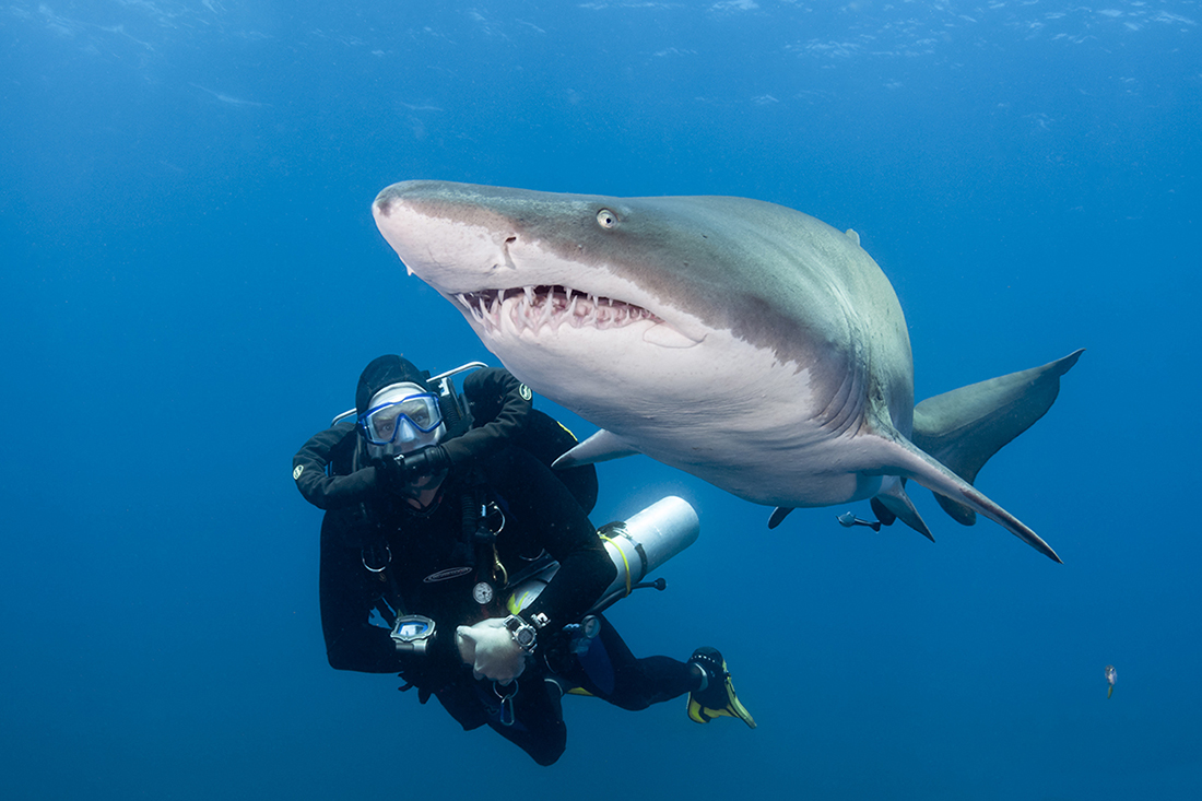 North Carolina’s Sand Tiger Sharks - Underwater Journal