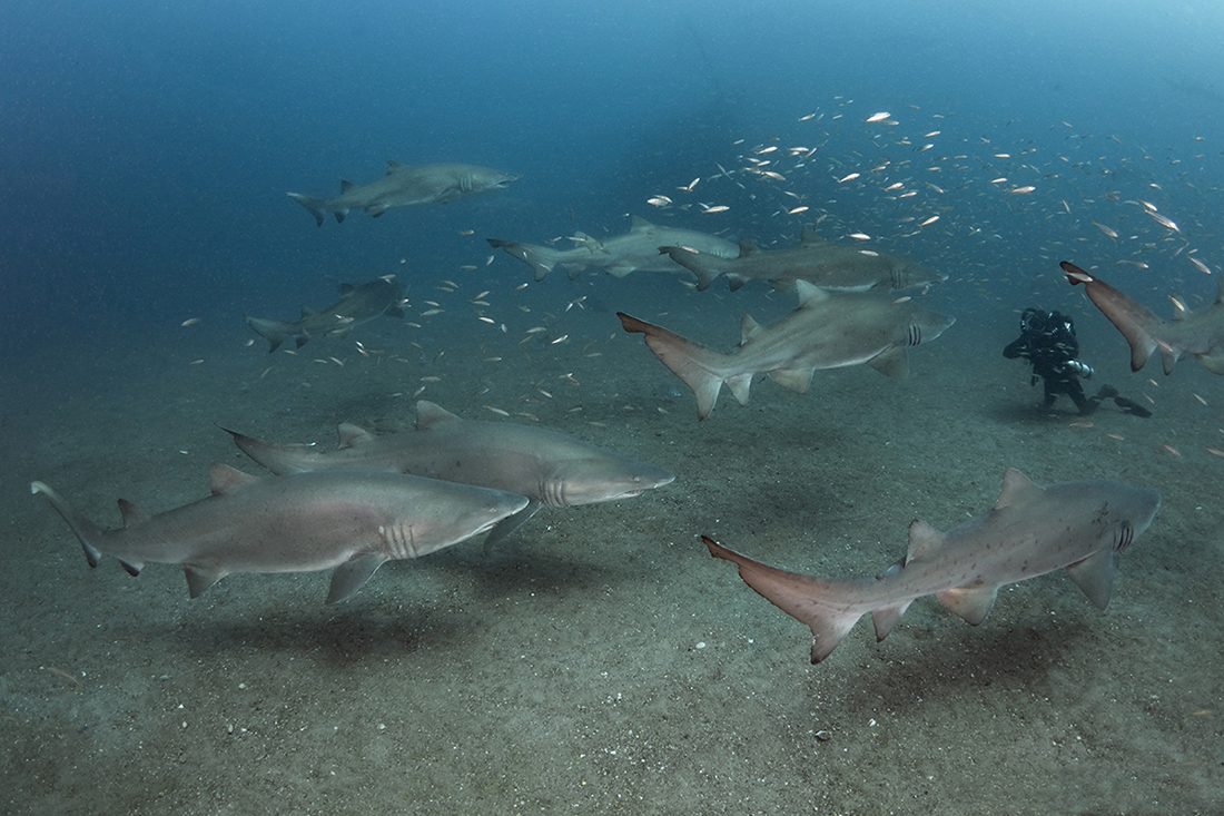 North Carolina’s Sand Tiger Sharks - Underwater Journal