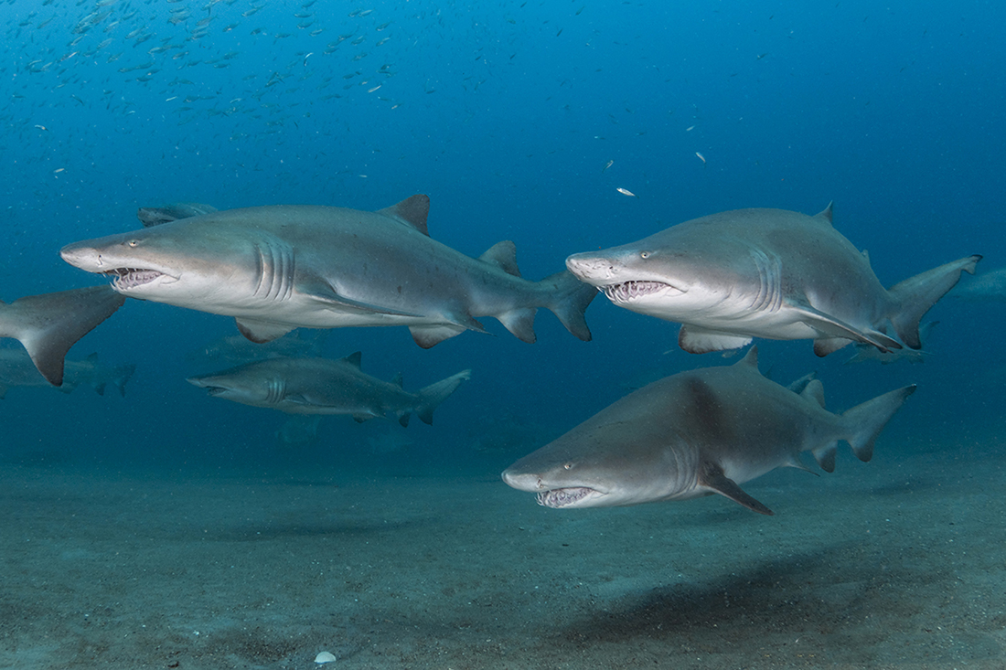North Carolina’s Sand Tiger Sharks - Underwater Journal