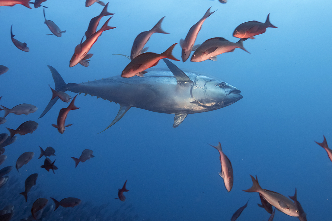 Fun Fish Trivia: Ahi Tuna - Underwater Journal
