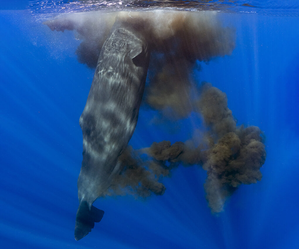 Diving with the Sperm Whales of Dominica - Underwater Journal