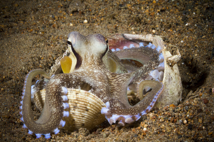 Meet the Coconut Octopus, the Cephalopod World’s Genuine Nut Job ...