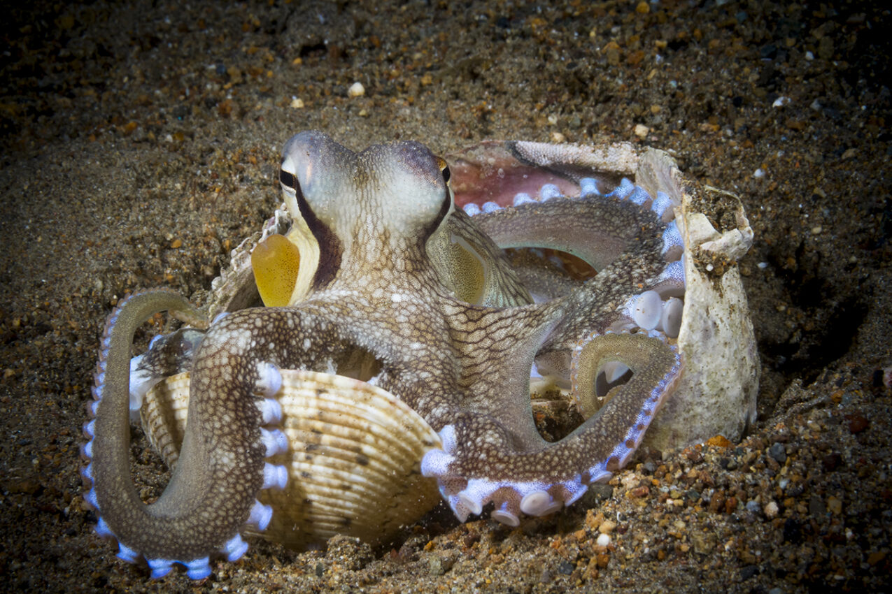 Meet the Coconut Octopus, the Cephalopod World’s Genuine Nut Job ...