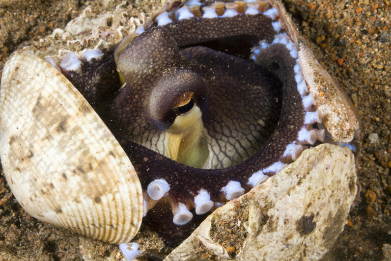 Meet the Coconut Octopus, the Cephalopod World’s Genuine Nut Job ...
