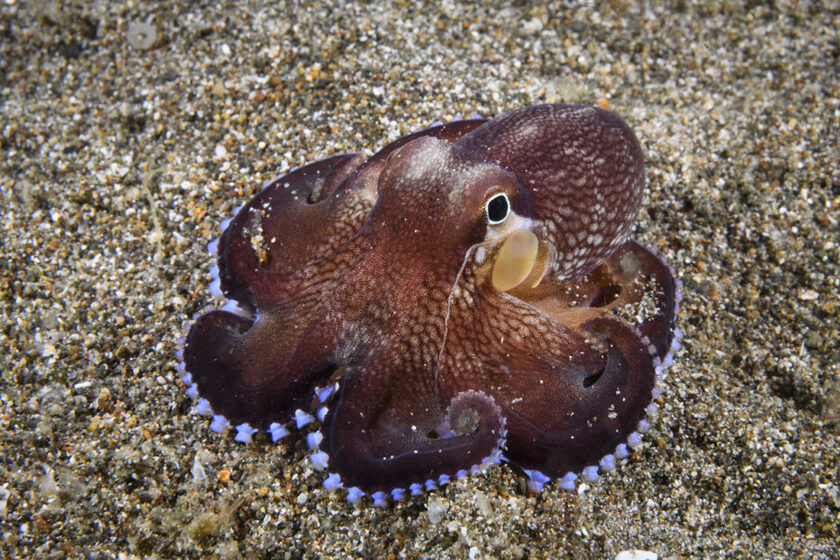 Meet the Coconut Octopus, the Cephalopod World’s Genuine Nut Job ...