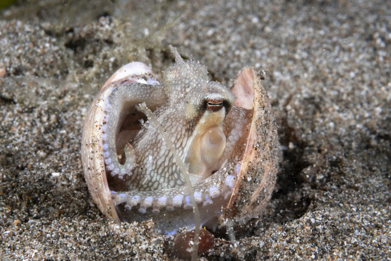Meet the Coconut Octopus, the Cephalopod World’s Genuine Nut Job ...